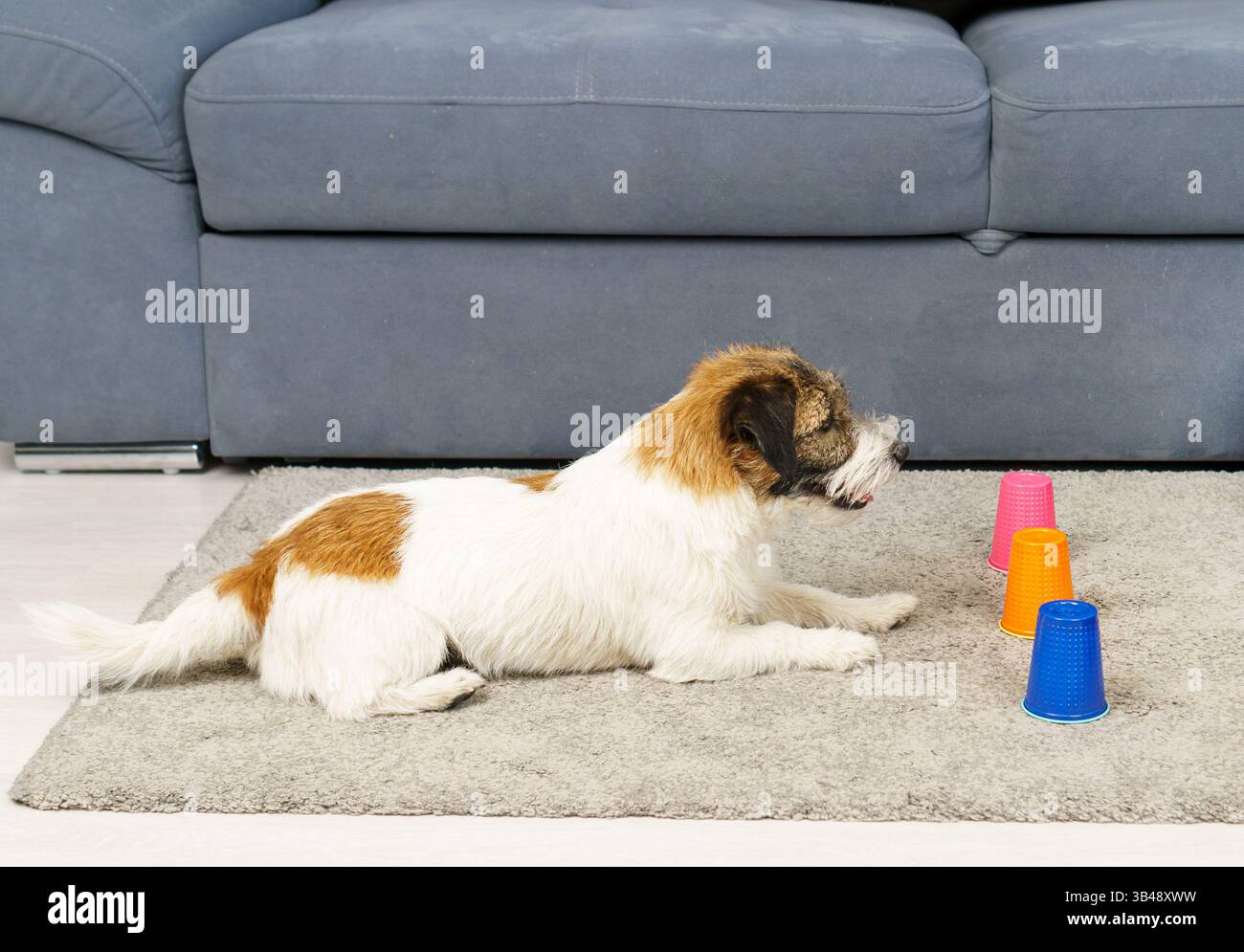 Brain games dog hi-res stock photography and images - Alamy