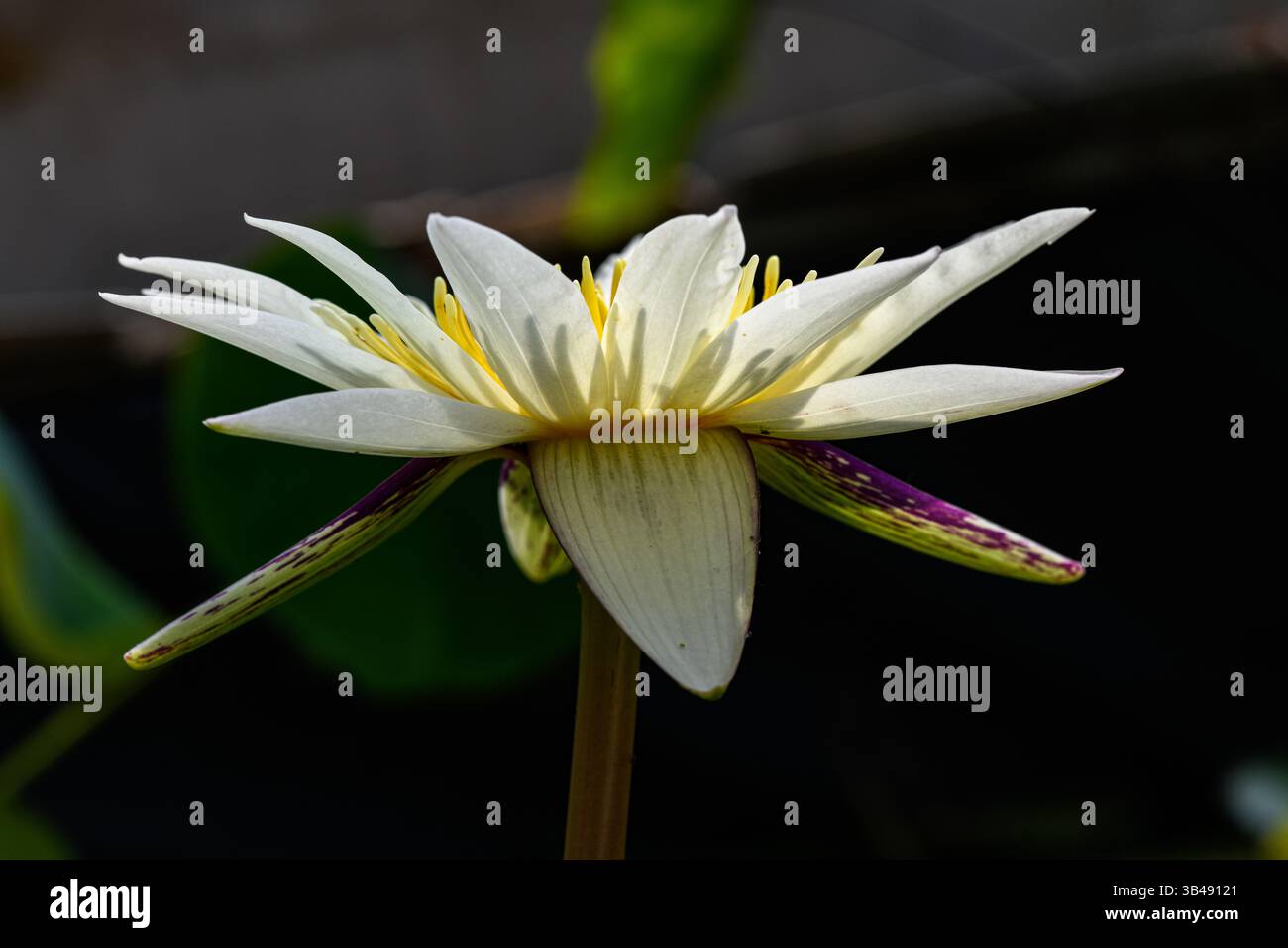 Closeup details of a blooming white lotus flower Stock Photo - Alamy