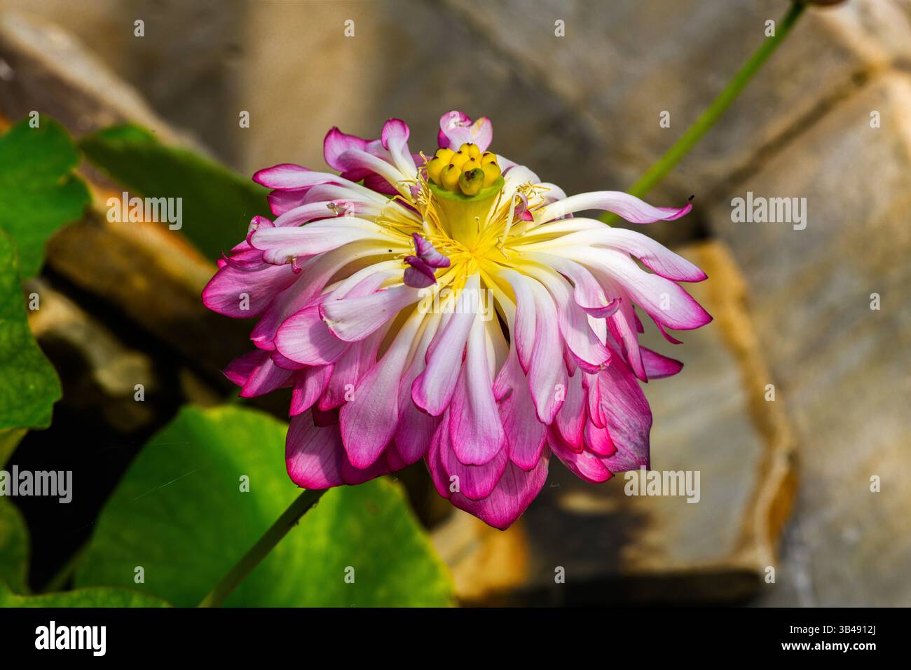 Blooming pink lotus hi-res stock photography and images - Alamy