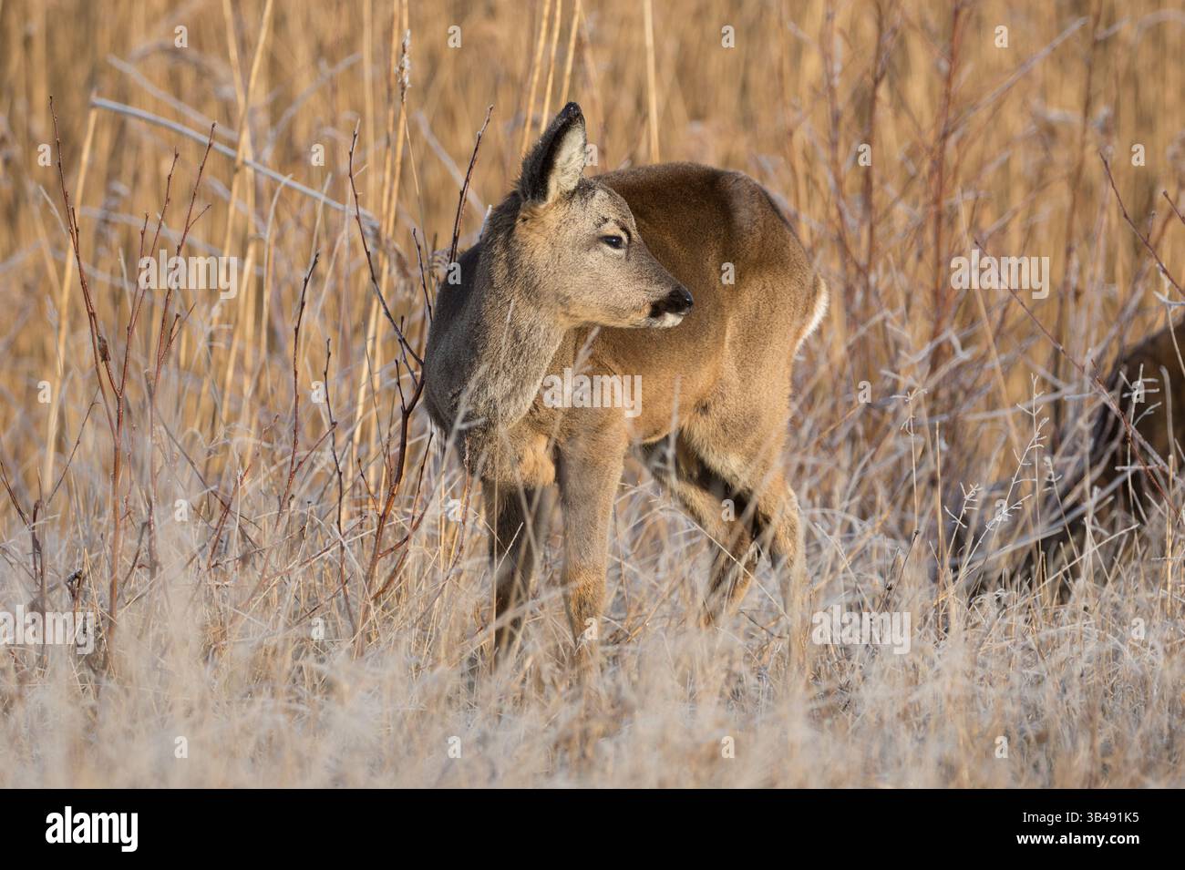 Deer fairburn ings hi-res stock photography and images - Alamy