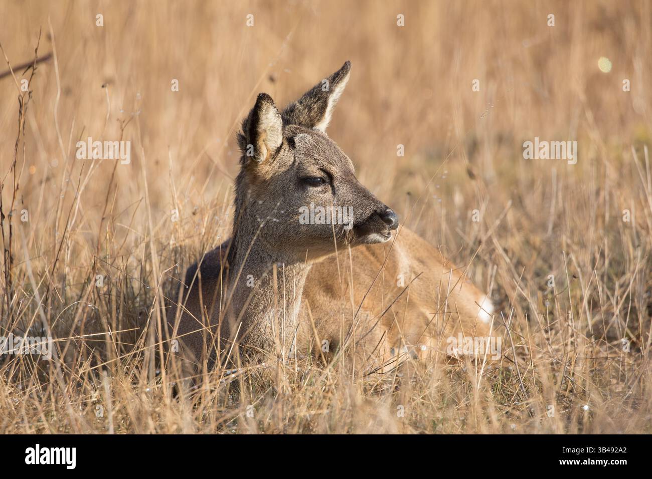Deer fairburn ings hi-res stock photography and images - Alamy
