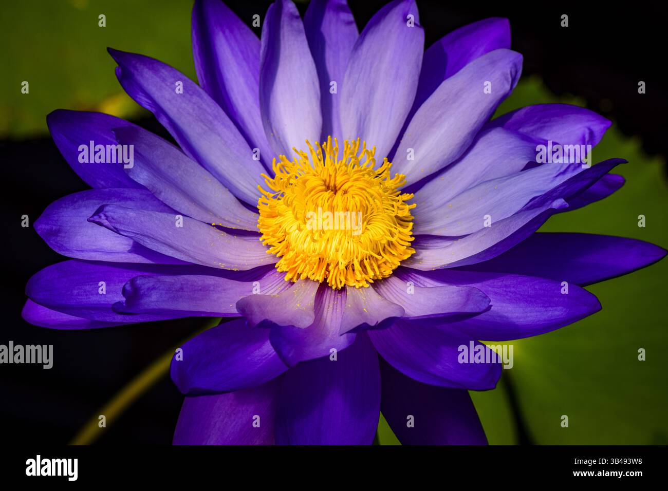 Macro purple lotus flower hi-res stock photography and images - Alamy