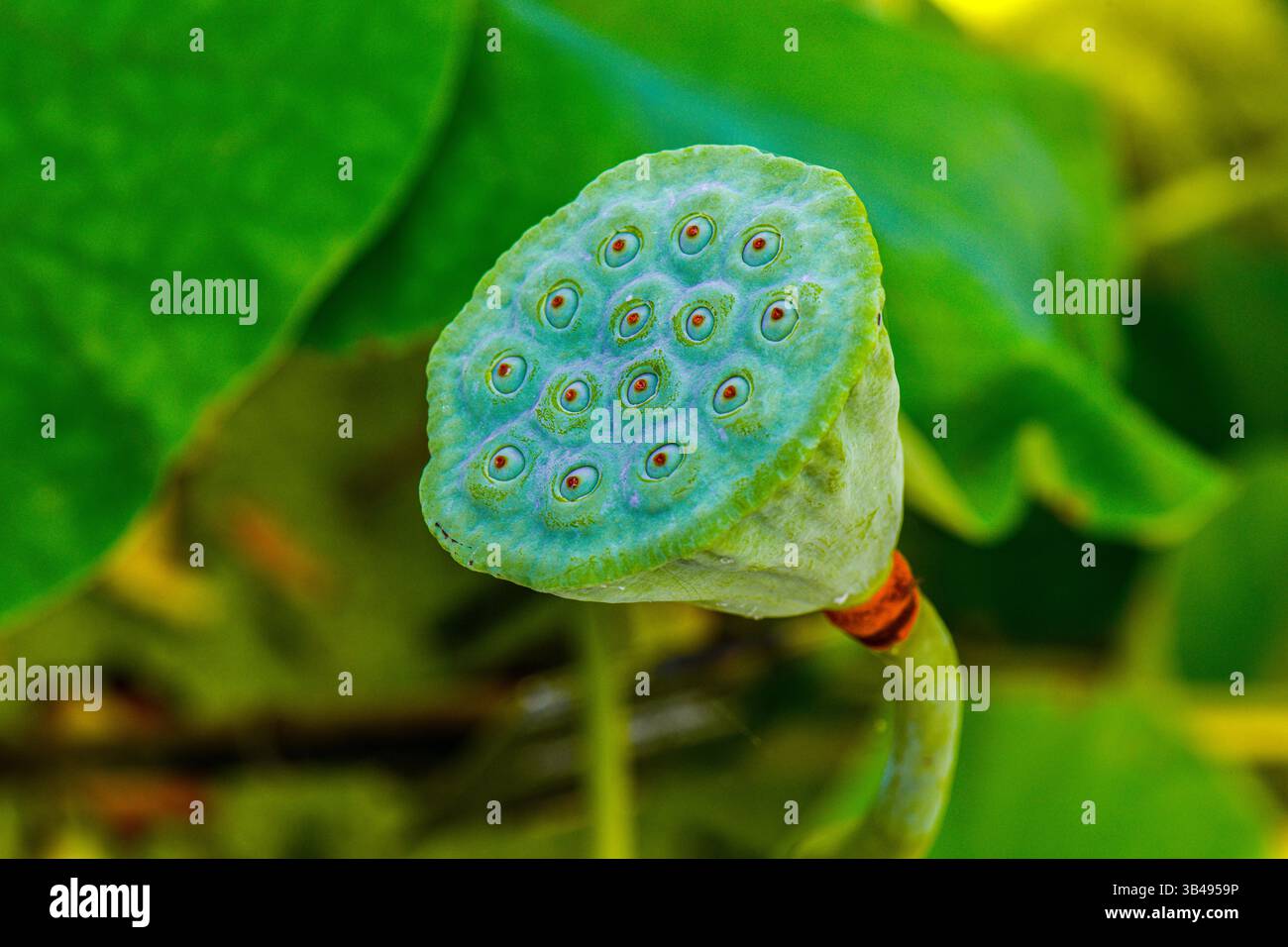 Details of a lotus flower without petals Stock Photo - Alamy