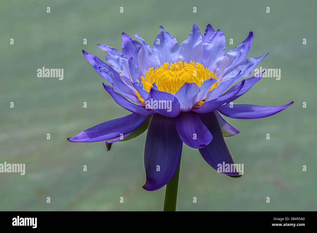 Macro purple lotus flower hi-res stock photography and images - Alamy