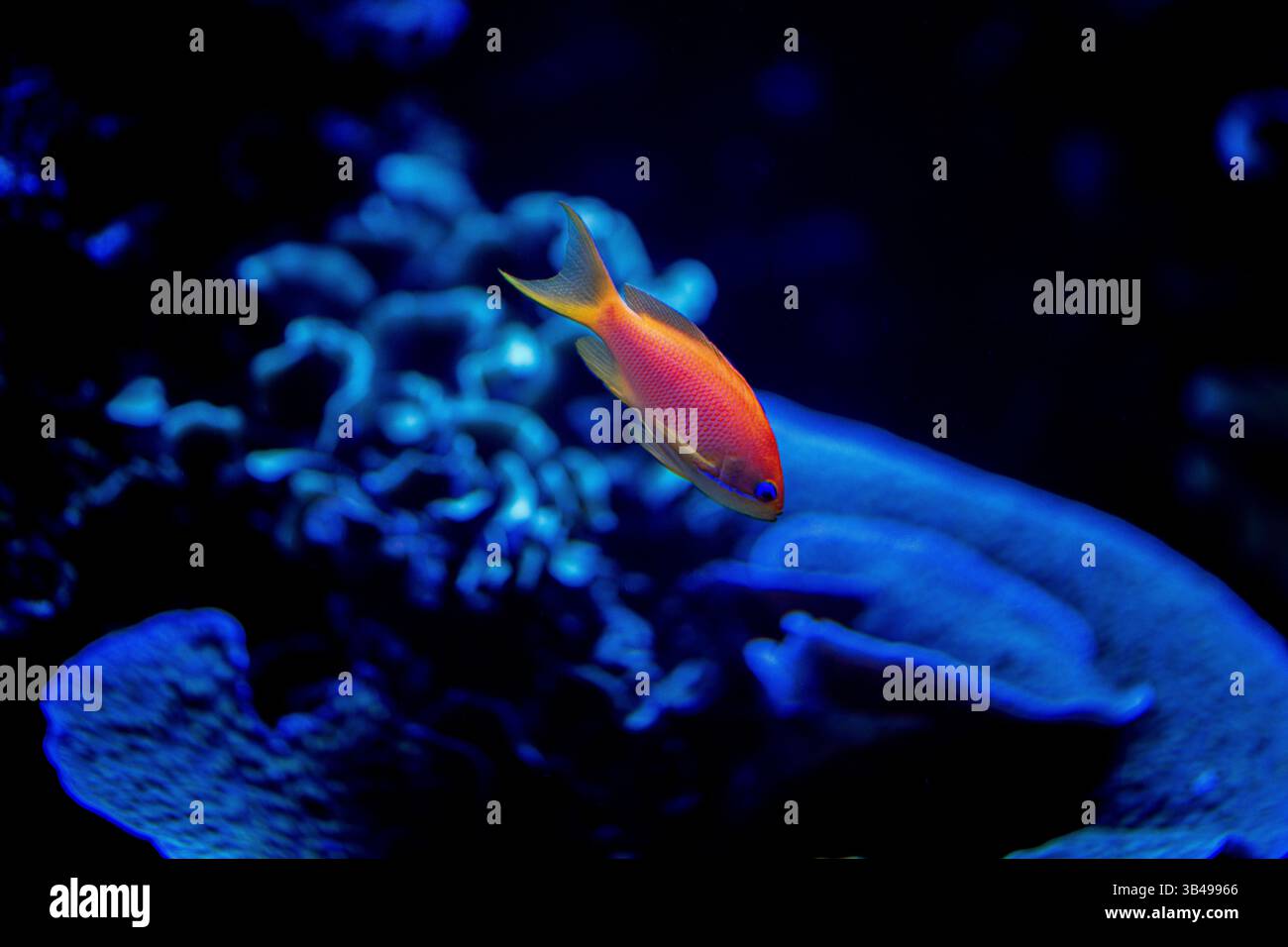 Orange tank hi-res stock photography and images - Alamy