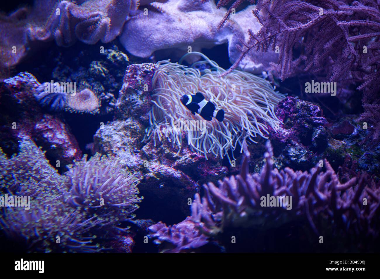 Coral fishes exotic underwater aquarium hi-res stock photography and images - Alamy