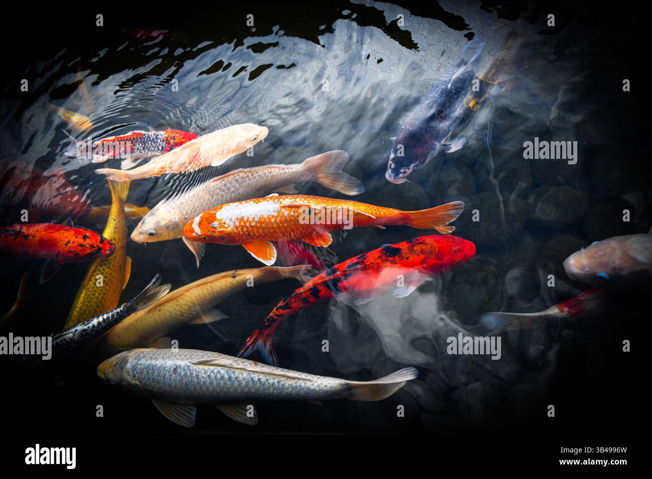 Many fish koi carp in hi-res stock photography and images - Alamy