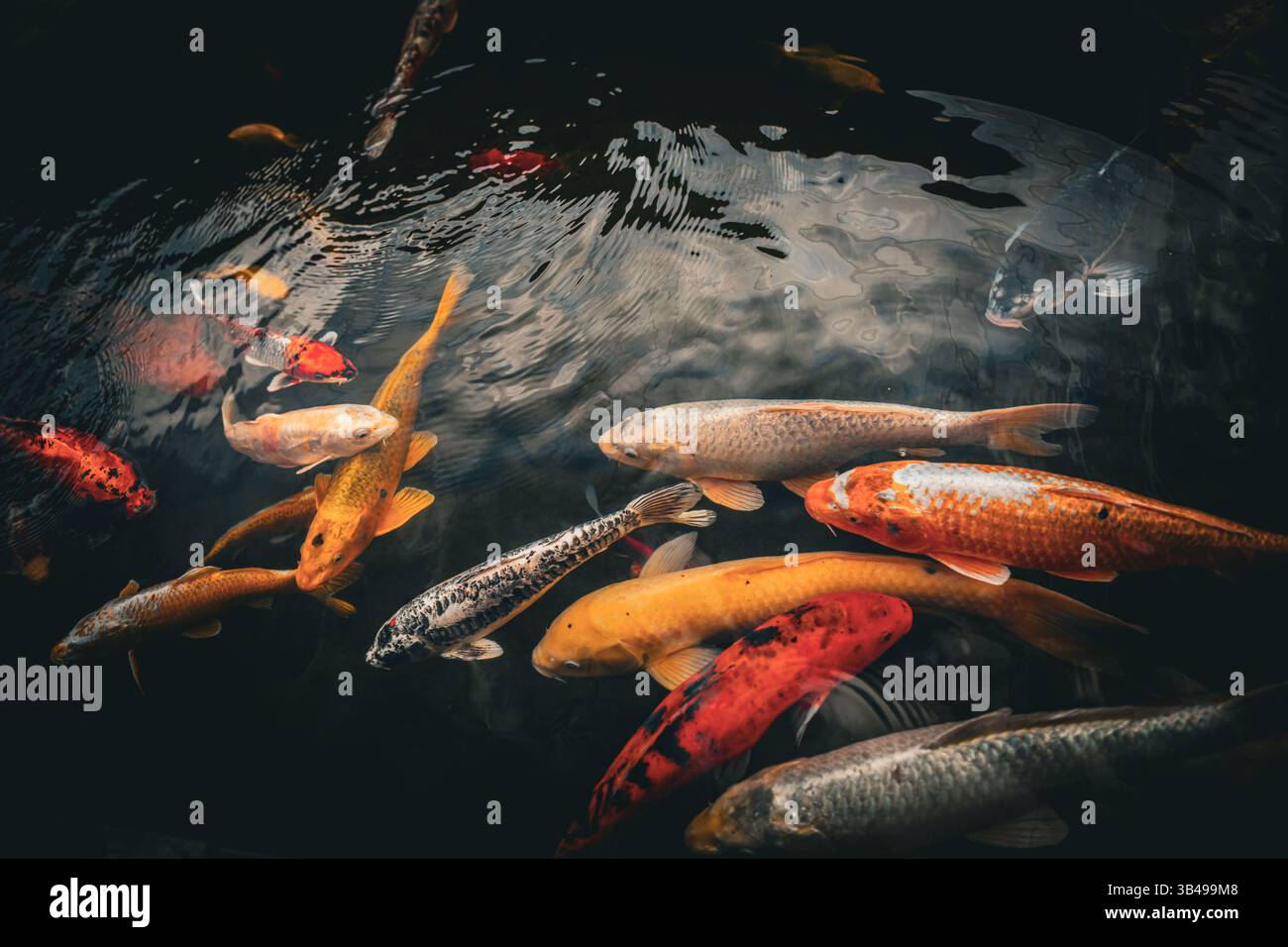 Koi group fish ornamental hi-res stock photography and images - Alamy