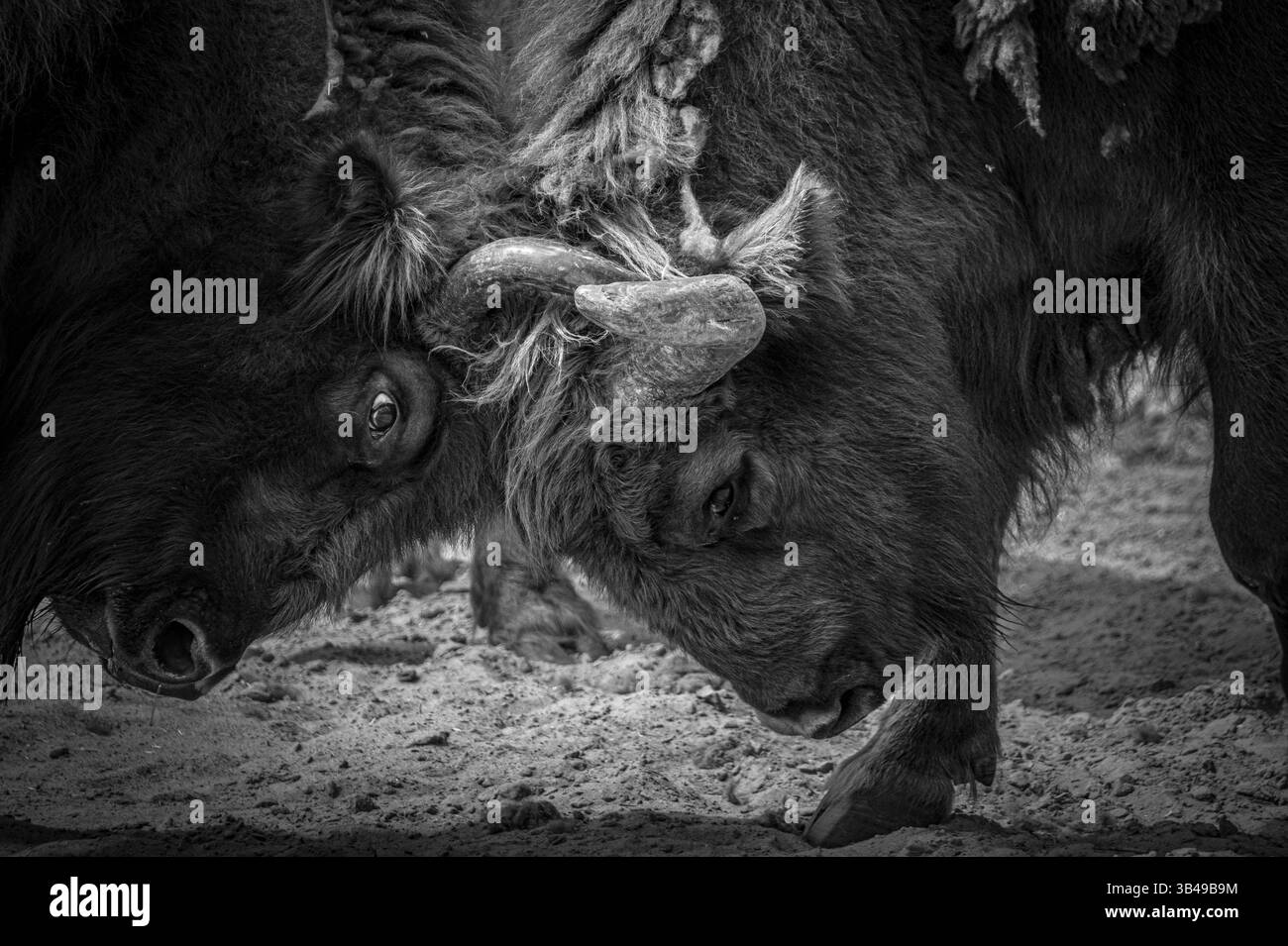 Sand mammals Black and White Stock Photos & Images - Alamy