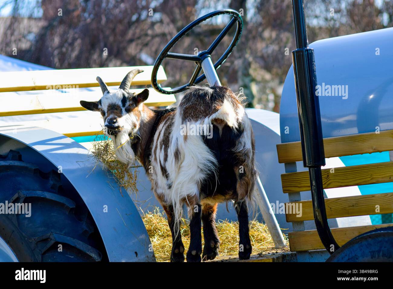 Goat sitting mammal animal hi-res stock photography and images - Alamy
