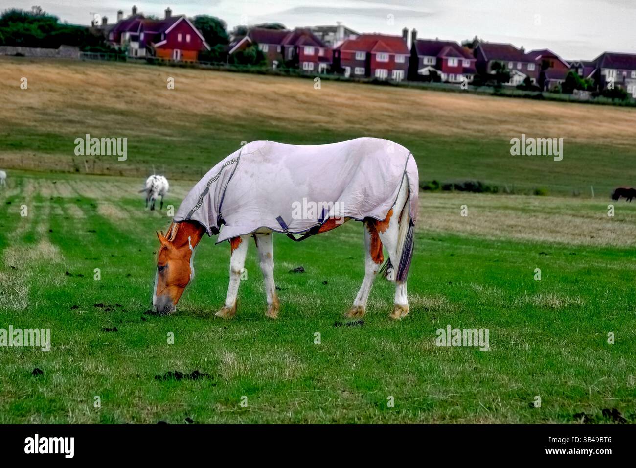 Village farm horses hi-res stock photography and images - Alamy
