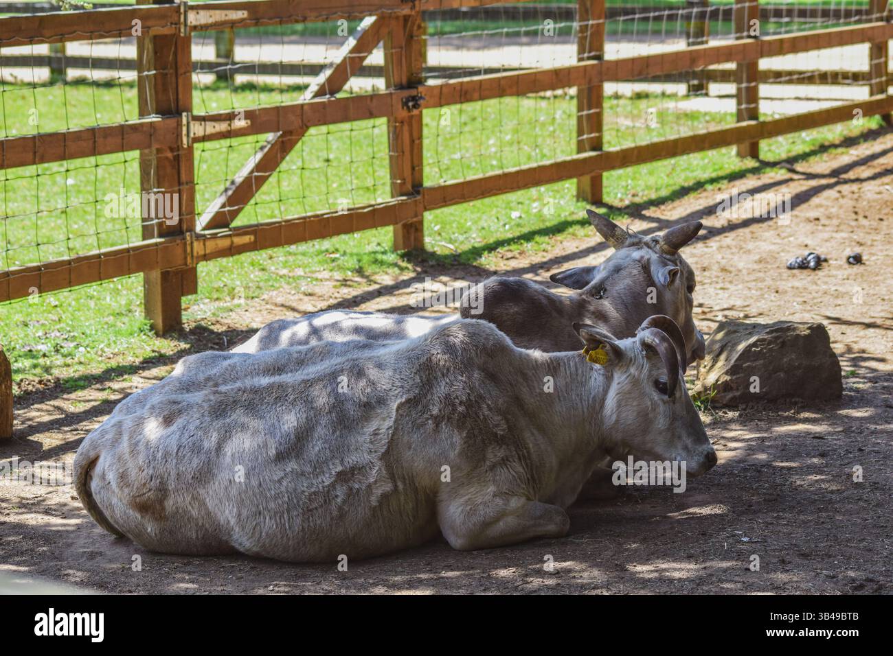 Large cow breed at the farm Stock Photo - Alamy