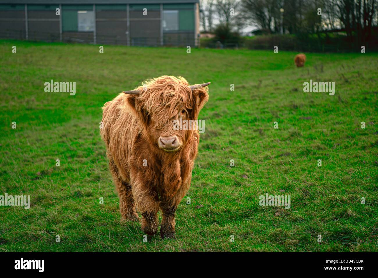 Close up cow farm animals hi-res stock photography and images - Alamy