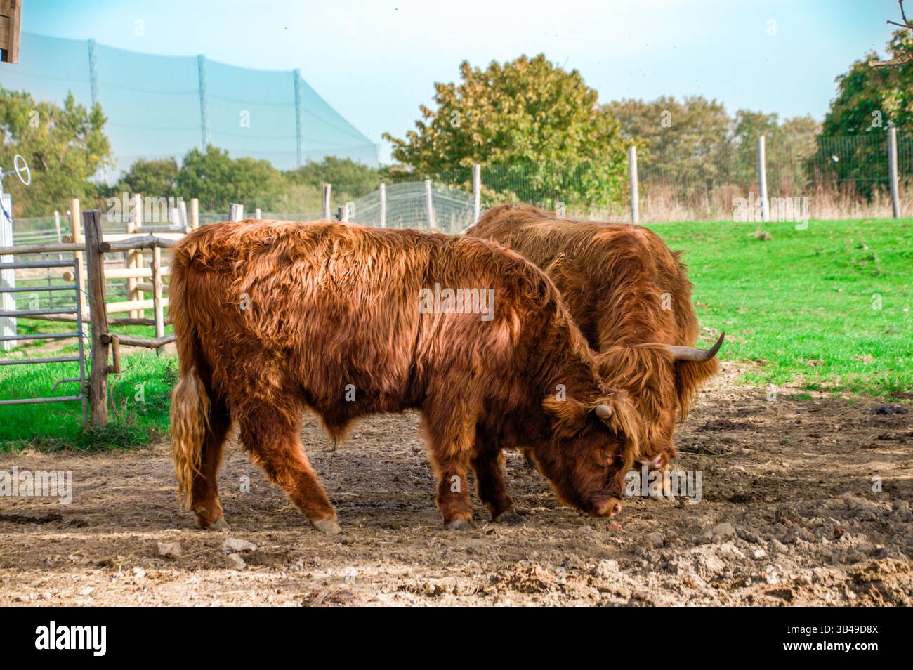Close up two cows cattle hi-res stock photography and images - Alamy