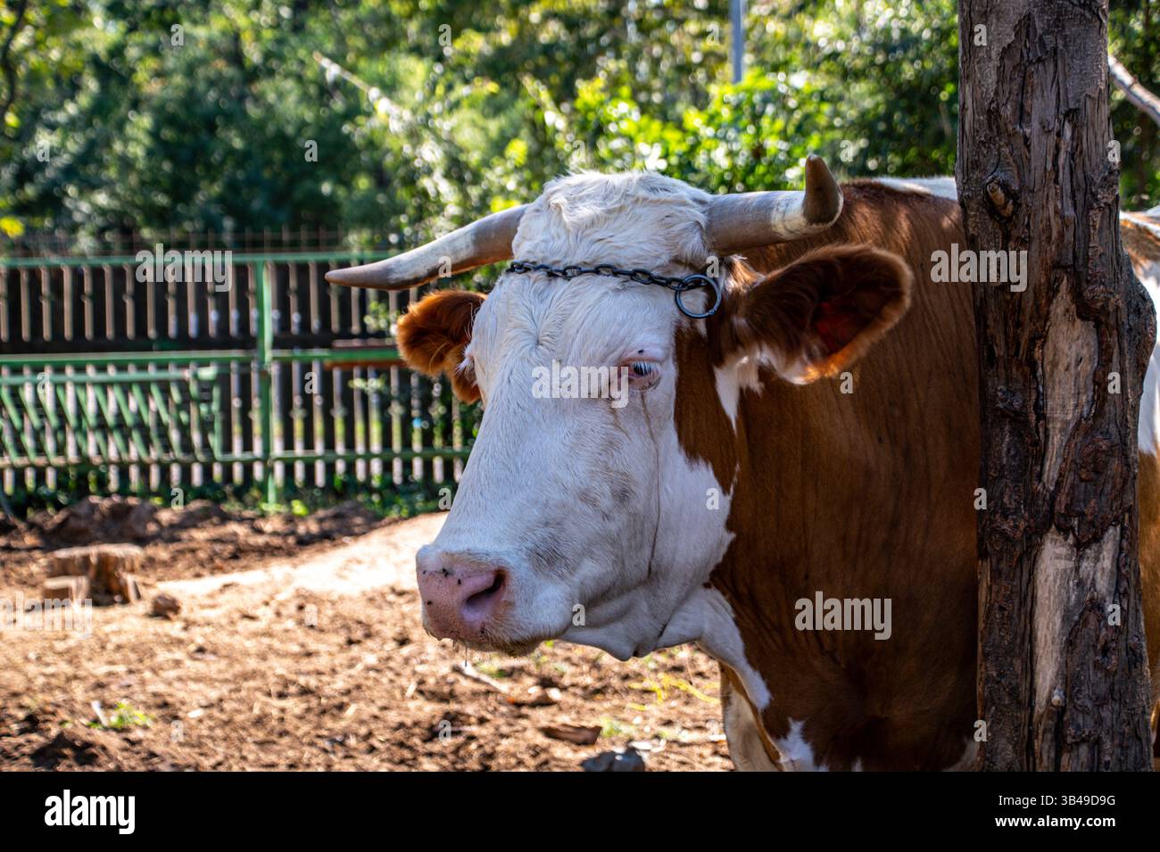 Portrait domestic cow on farm hi-res stock photography and images - Alamy
