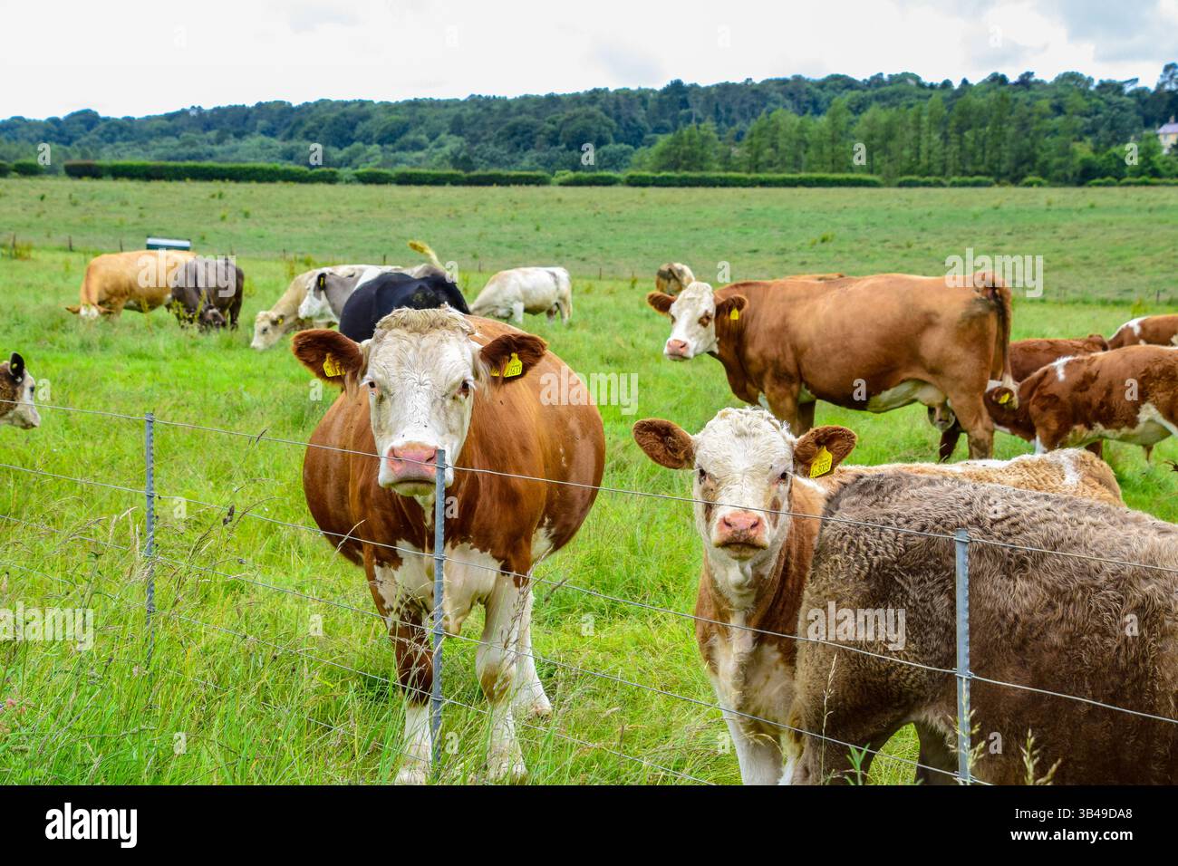Beautiful cows hi-res stock photography and images - Alamy