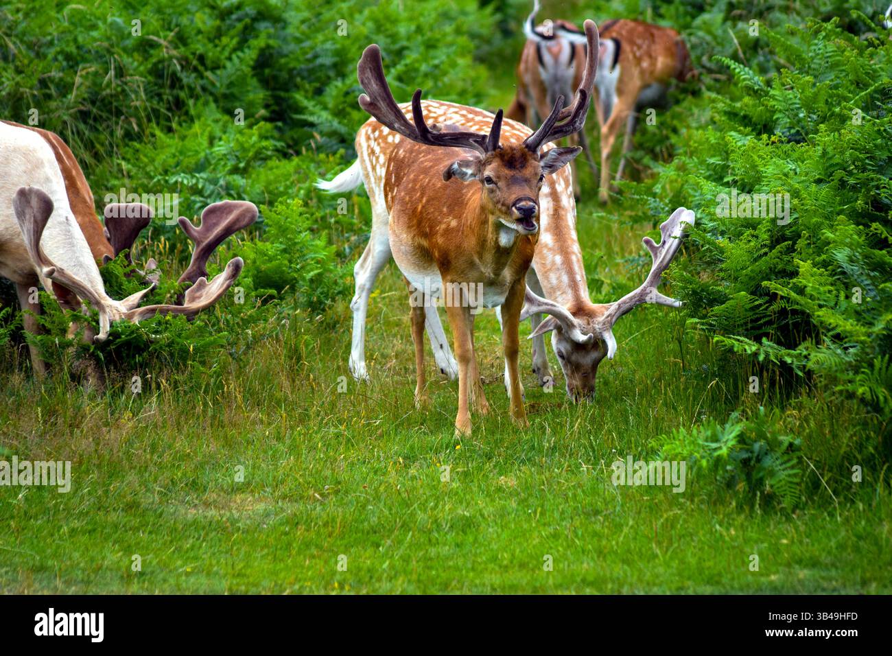 Red deer roaming wild hi-res stock photography and images - Alamy