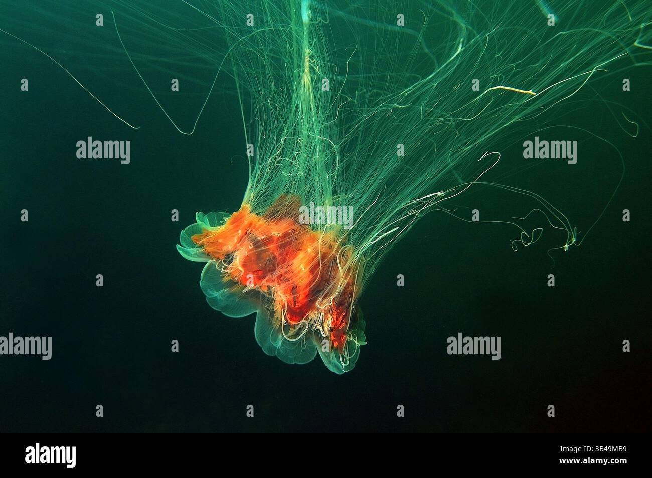 Skivemanet hi-res stock photography and images - Alamy