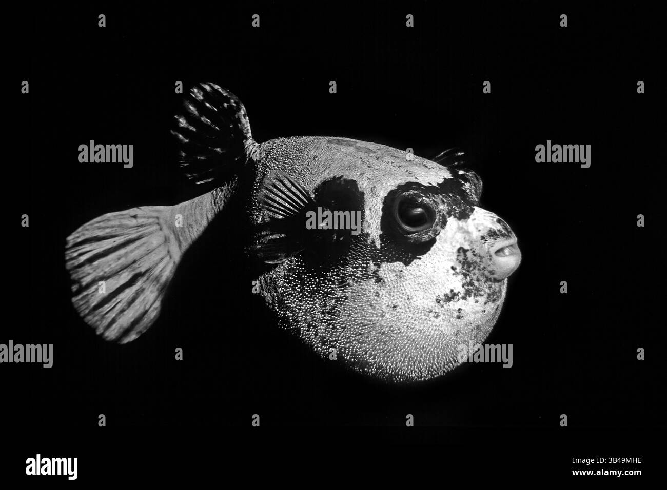 Blue puffer Black and White Stock Photos & Images - Alamy