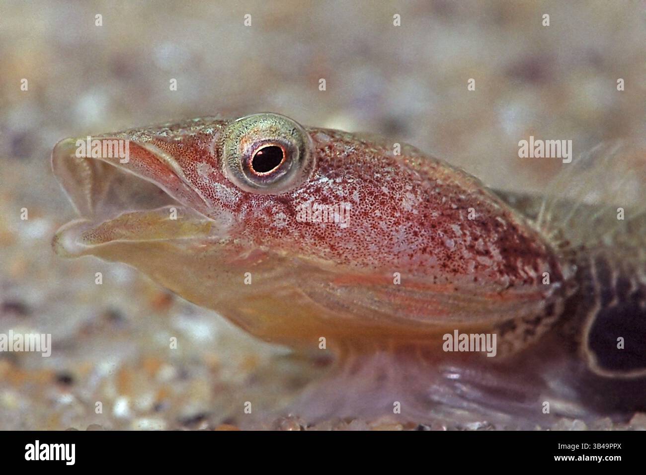 Deplecogaster hi-res stock photography and images - Alamy