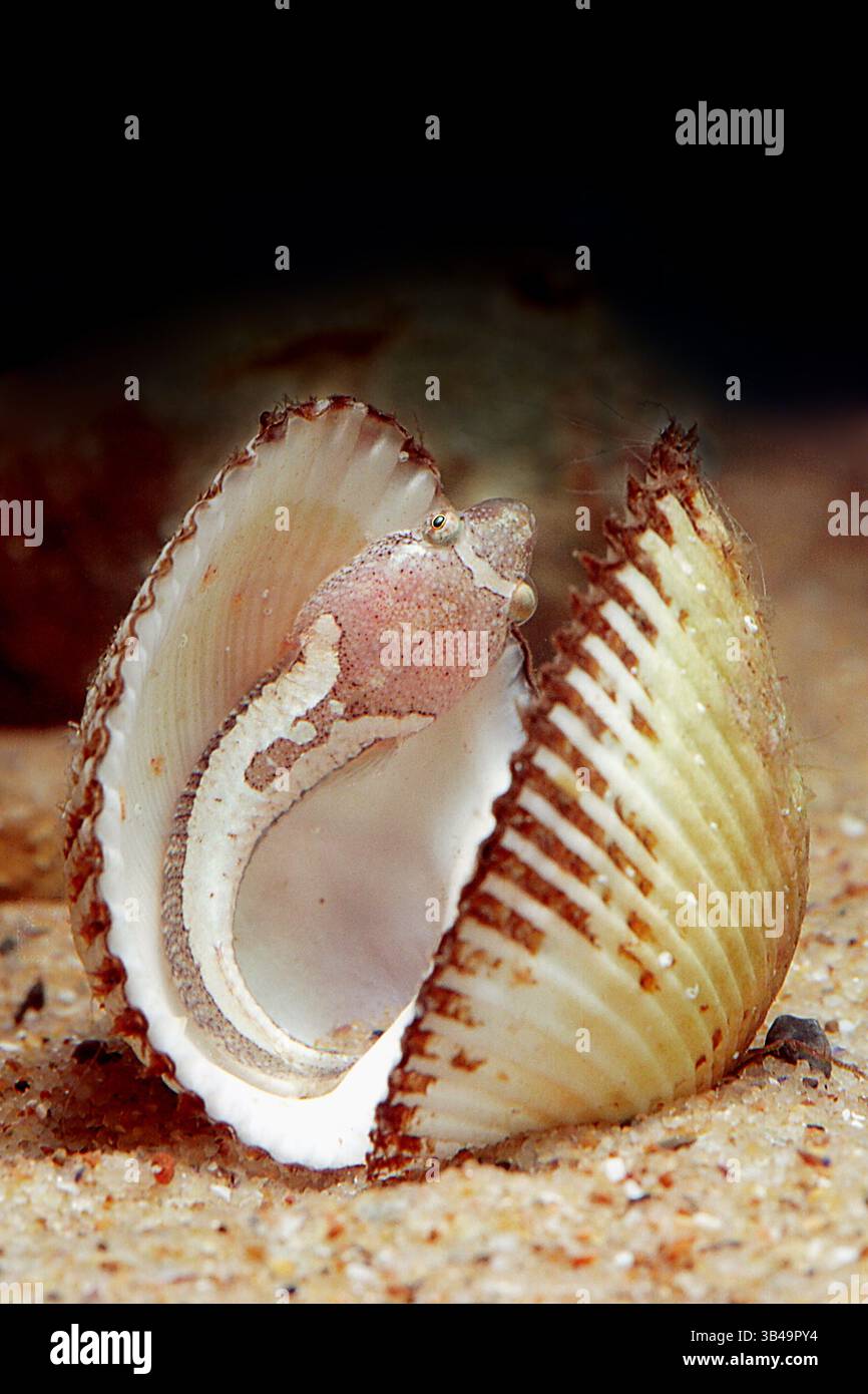 Deplecogaster hi-res stock photography and images - Alamy