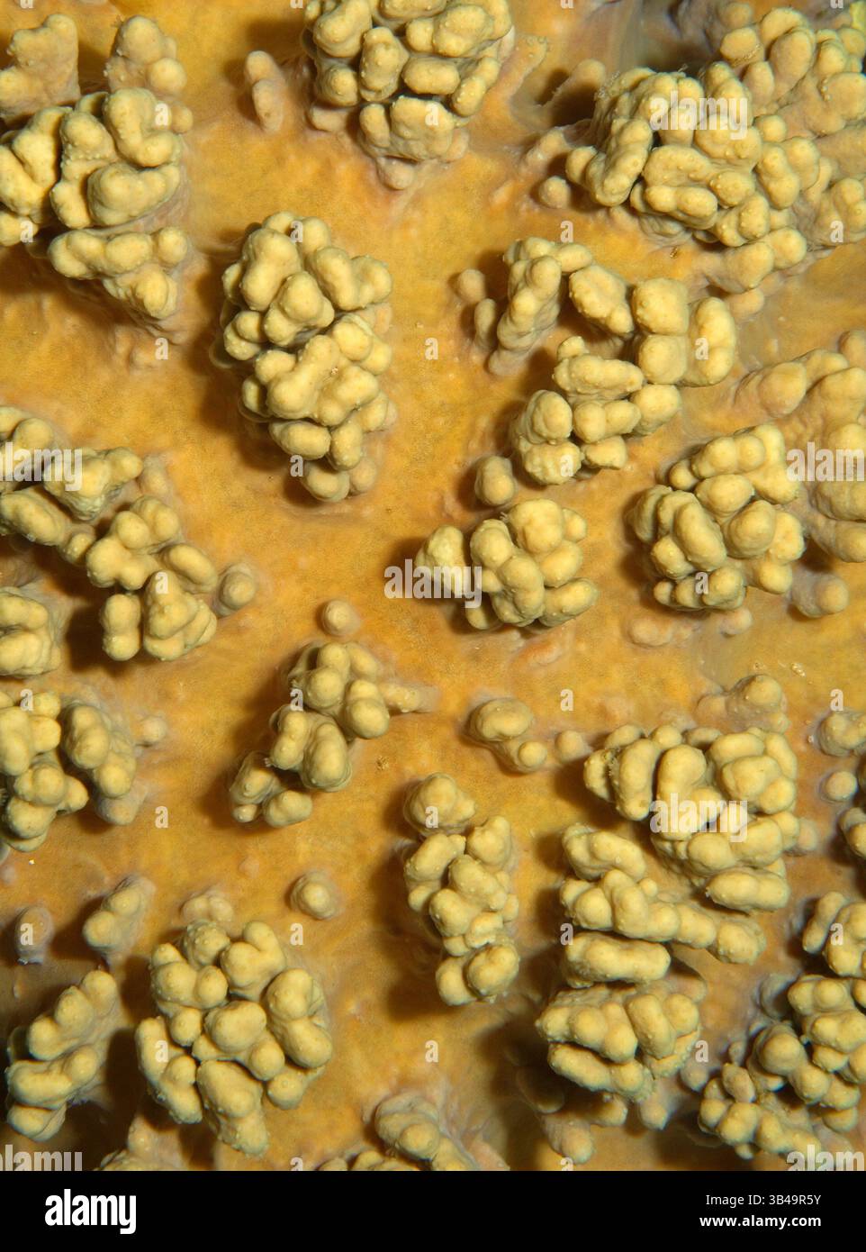 Jan. 31, 2010 - structure of coral reef - Dahab, Egypt, Red sea (Credit ...