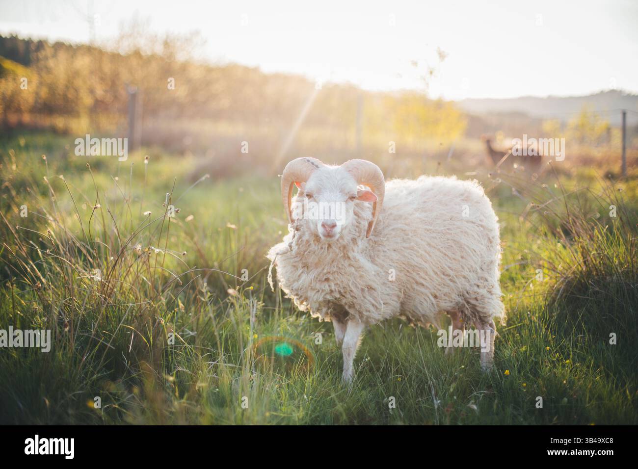 Ram with sheep hi-res stock photography and images - Alamy