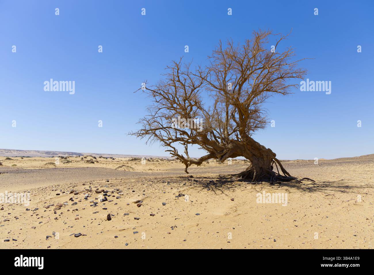 Millenary Acacia in the Black Desert in Egypt Stock Photo - Alamy