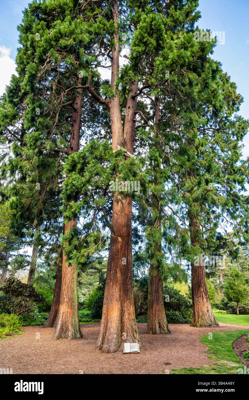 Giant Sequoia Redwood Trees In Memory Of Environmentalist John Muir In