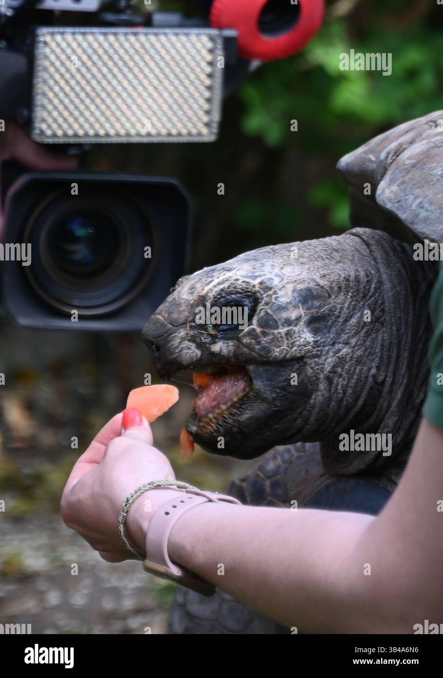 Hamburg, Germany. 30th Apr, 2025. An animal keeper feeds Leopold the ...
