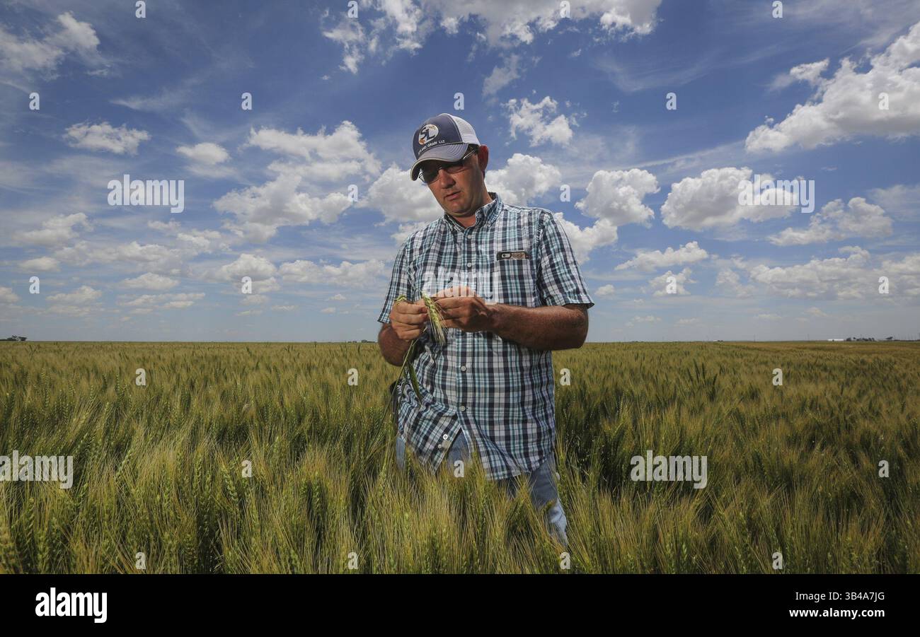 June 10, 2015 - Wichita, KS, USA - Clay Scott examines a wheat head ...