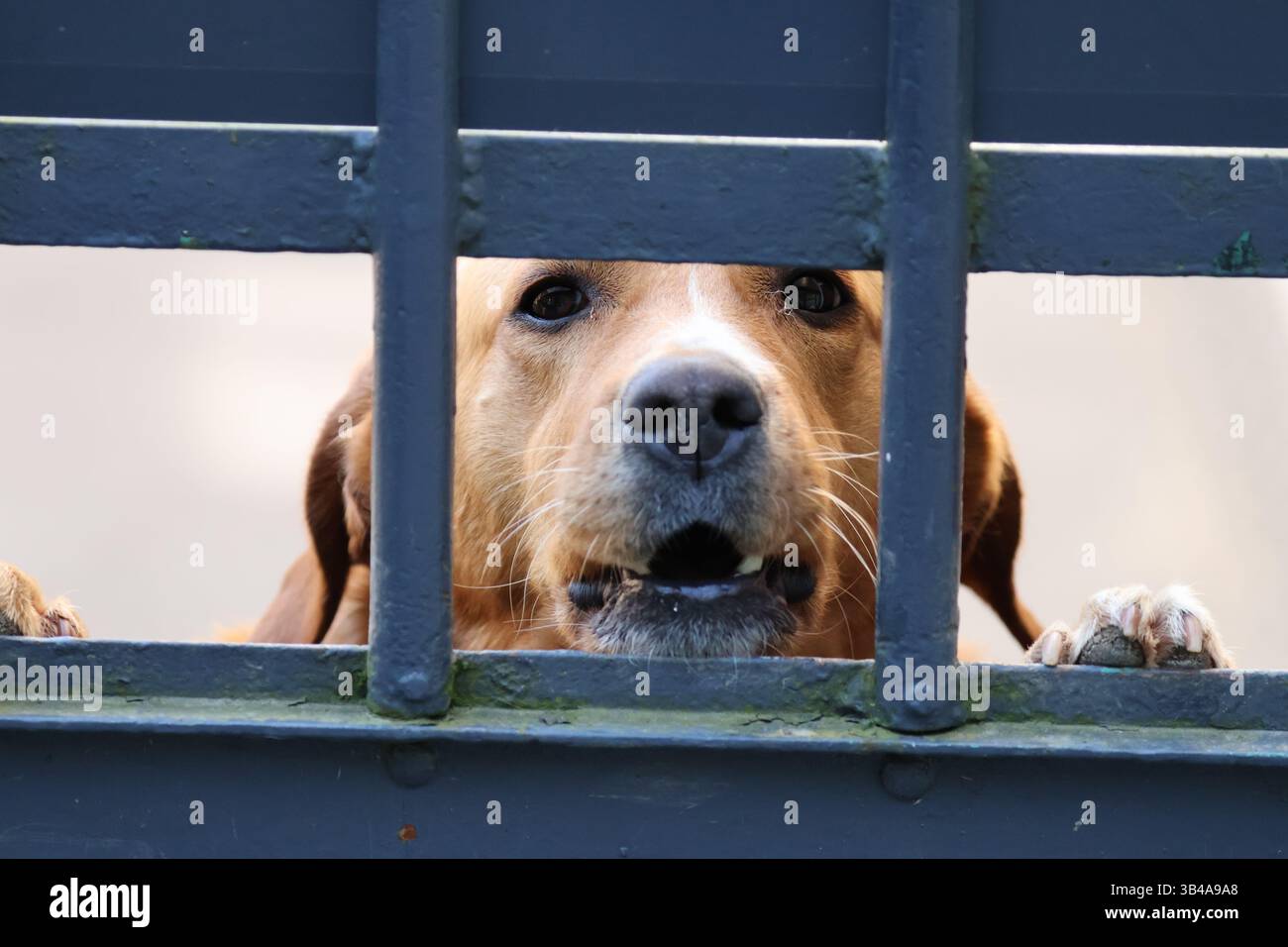 Dog peeking through pet hi-res stock photography and images - Alamy