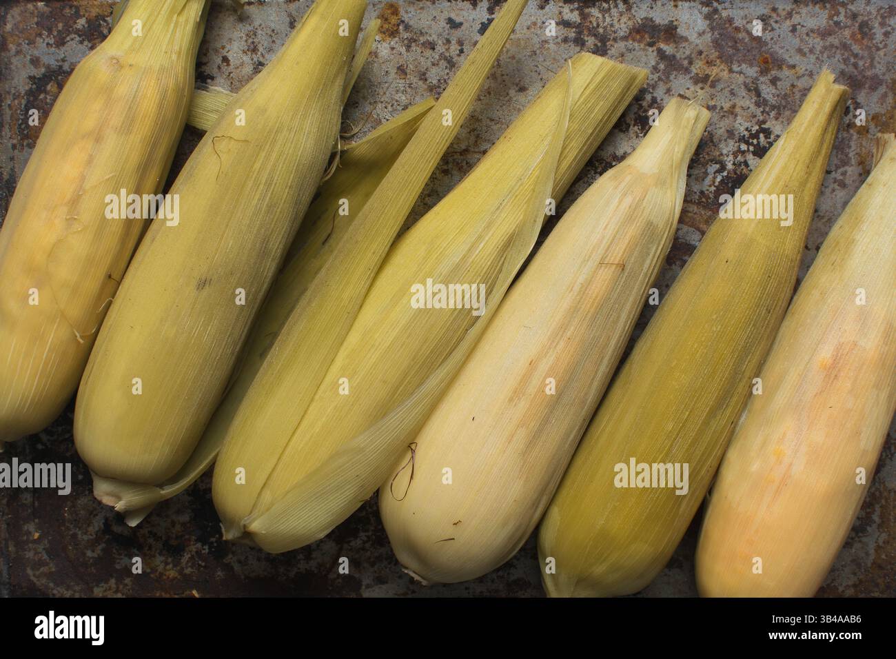 Overhead view of boiled cob of corn on a baking tray, top view of whole ...