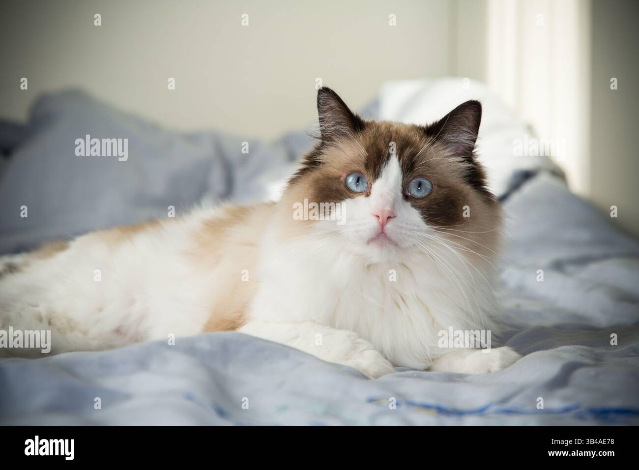 funny fluffy cat lying on bed, Ragdoll breed Stock Photo - Alamy