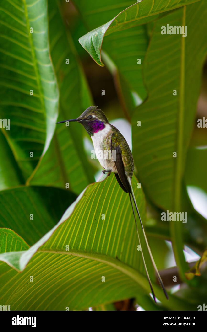 Birdwatching lima hi-res stock photography and images - Alamy