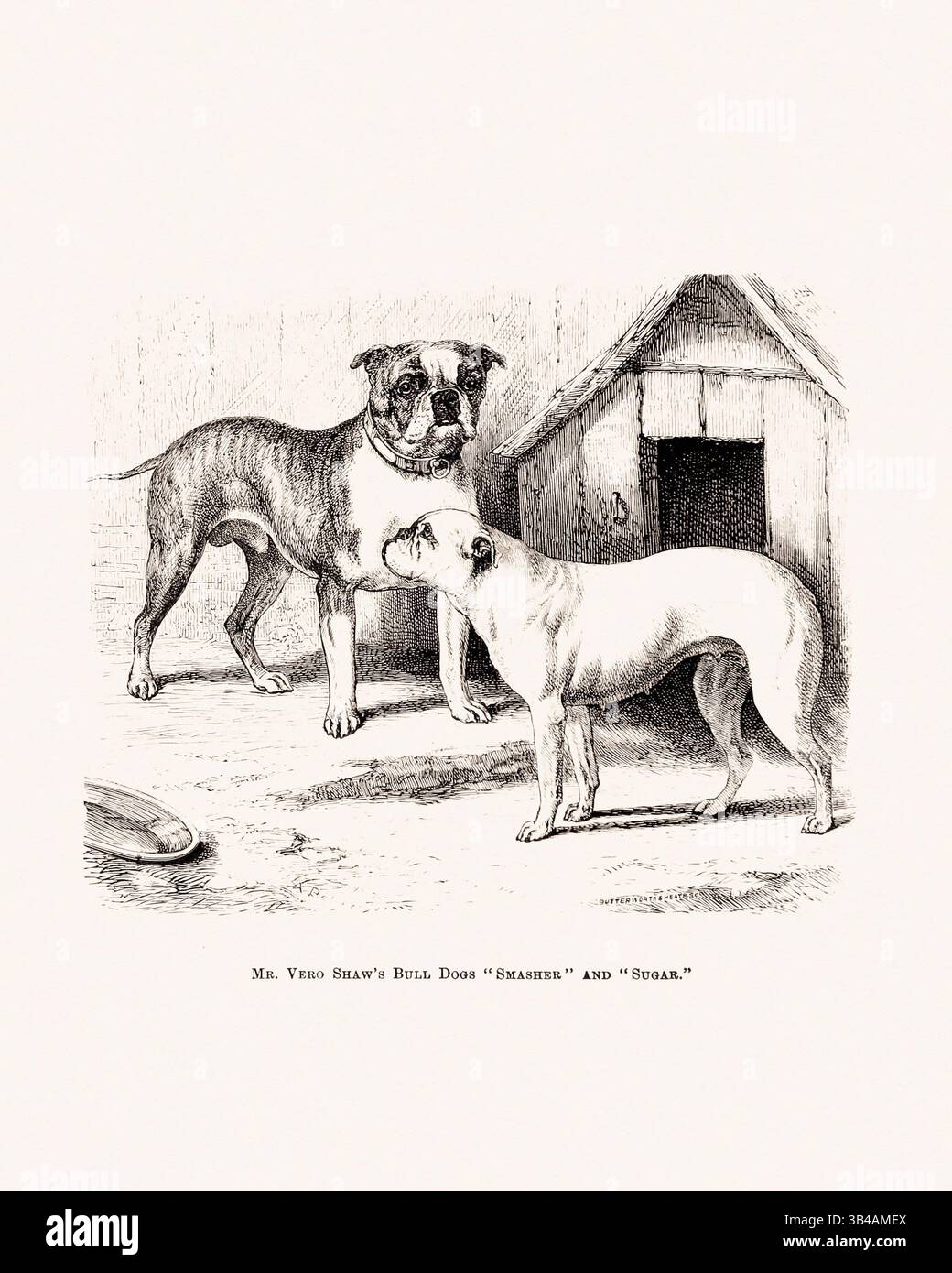 Antique 19th-century British dog engraving, originally published in a ...