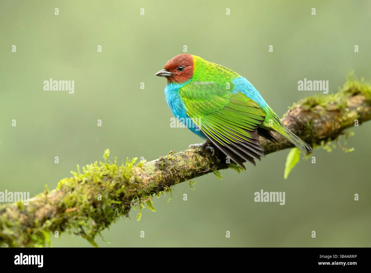 The bay-headed tanager (Tangara gyrola) is a medium-sized passerine ...
