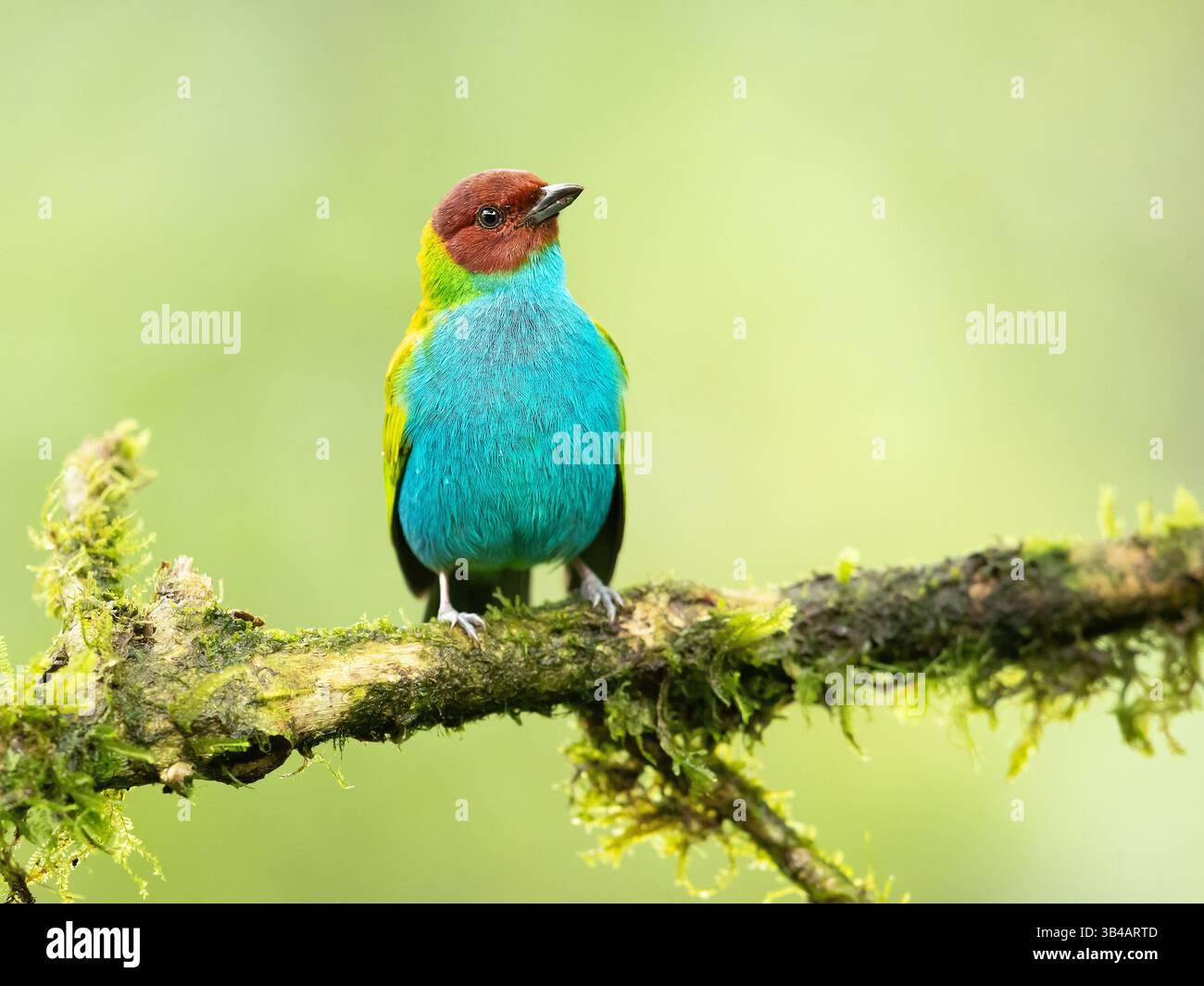 The bay-headed tanager (Tangara gyrola) is a medium-sized passerine ...