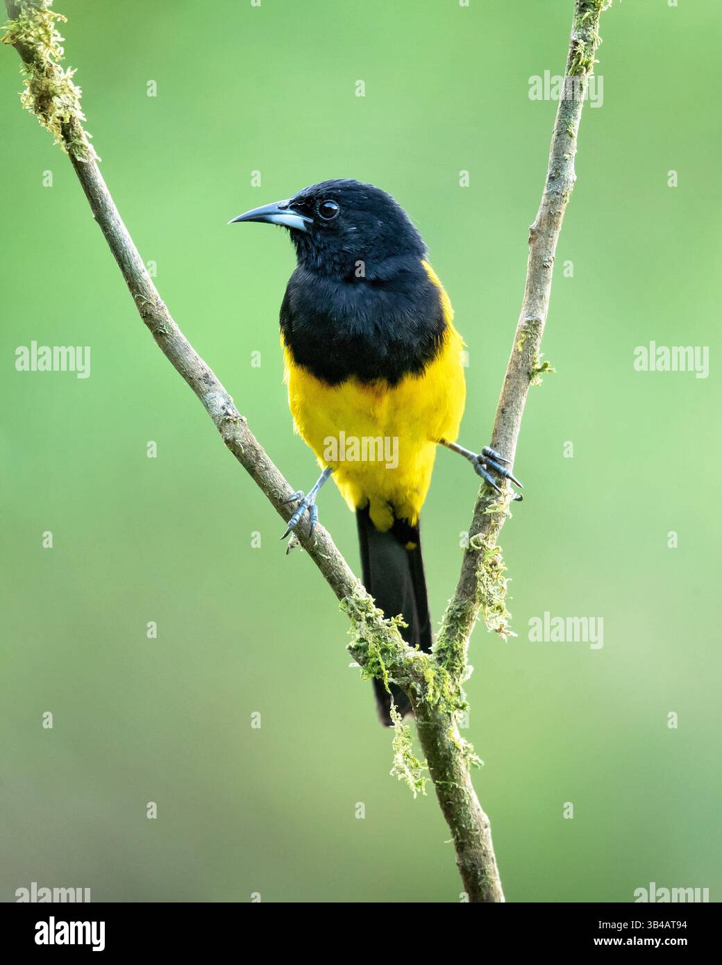 black-cowled oriole (Icterus prosthemelas) is a species of bird in the ...