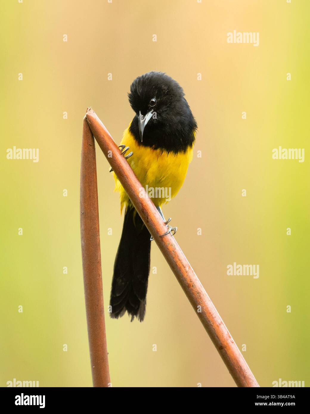 black-cowled oriole (Icterus prosthemelas) is a species of bird in the ...