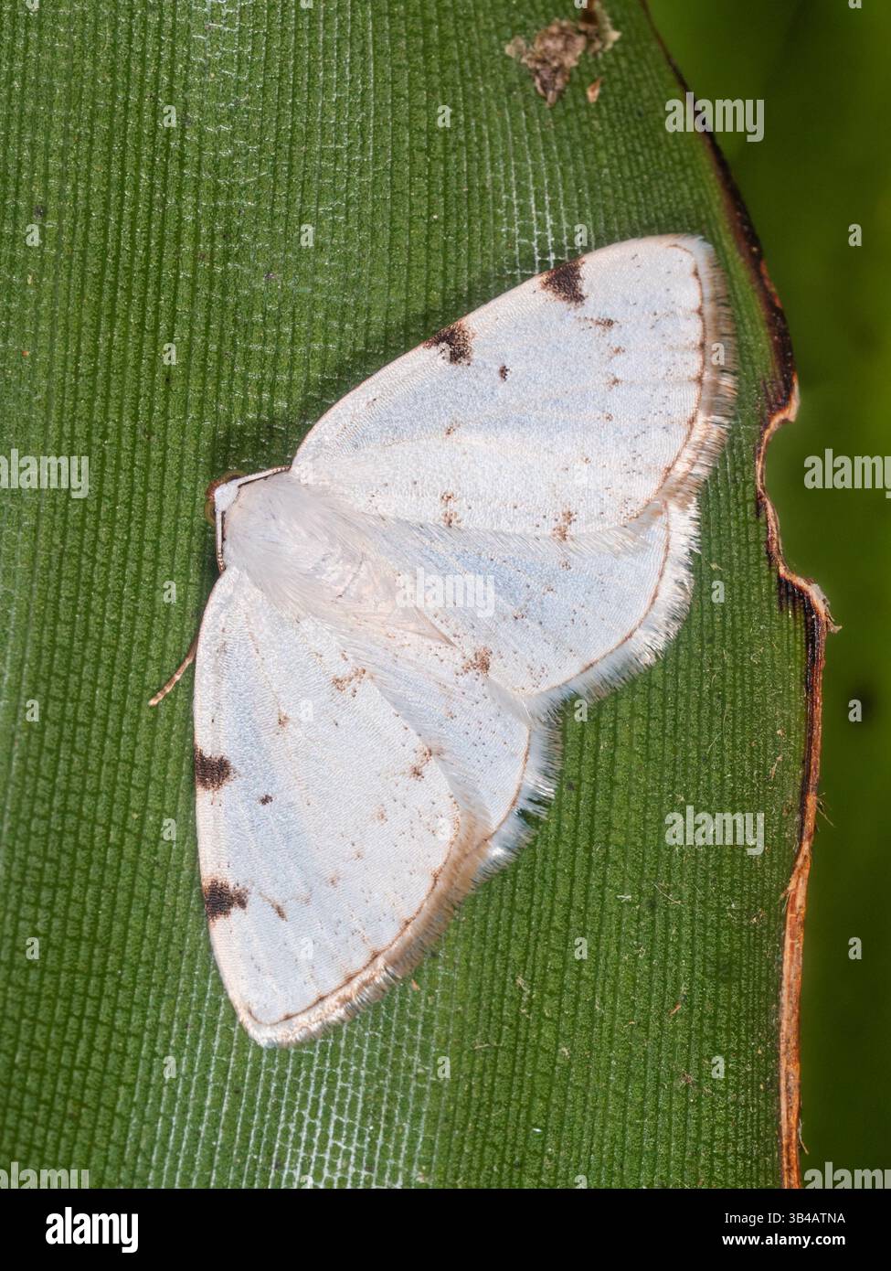 Spring to summer flying adult Geometer moth, Lomographa bimaculata ...