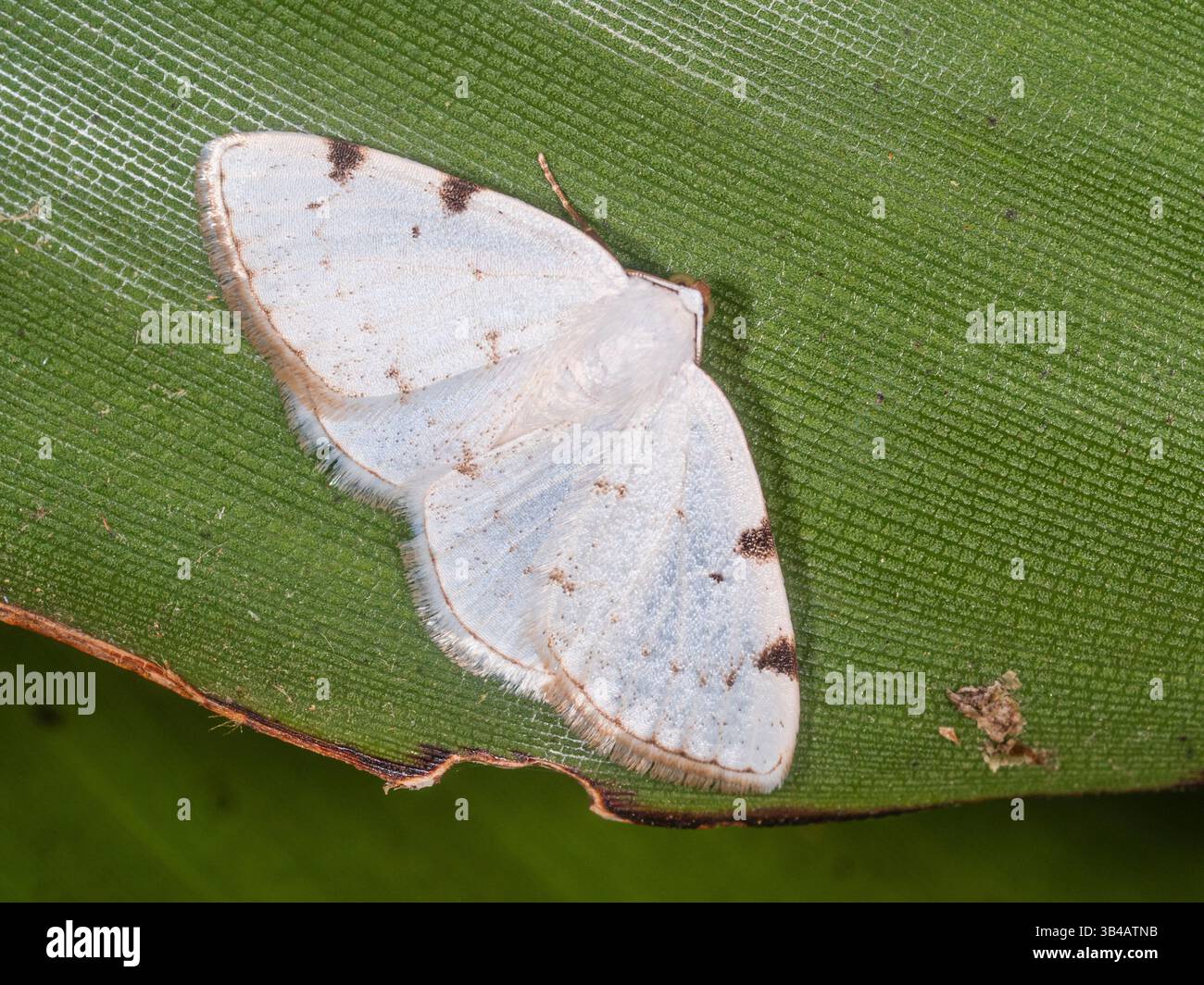 Spring to summer flying adult Geometer moth, Lomographa bimaculata ...