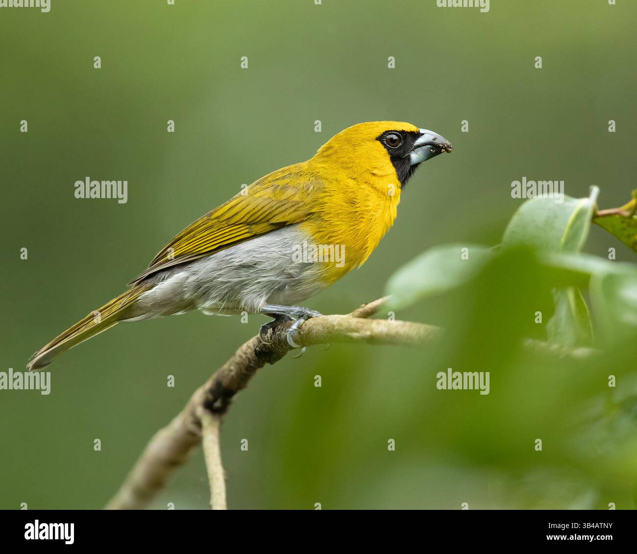 Black faced cardinal hi-res stock photography and images - Alamy