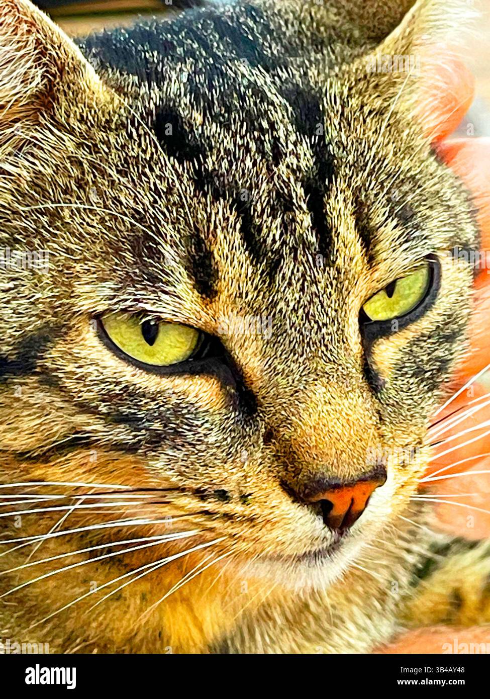 Tabby cat face hi-res stock photography and images - Alamy