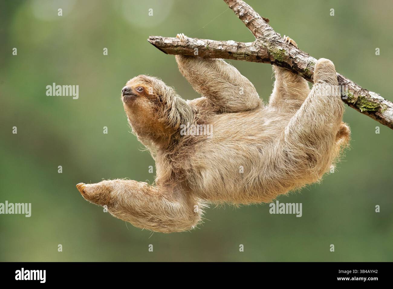 Closeup of a three toed sloth hi-res stock photography and images - Alamy