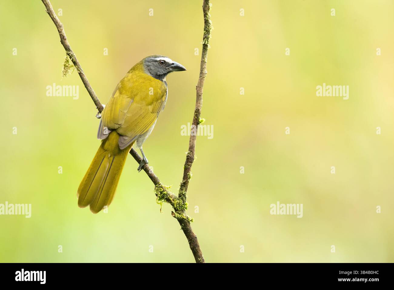 The buff-throated saltator (Saltator maximus) is a seed-eating bird in ...