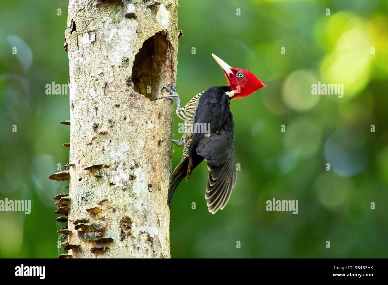 The pale-billed woodpecker (Campephilus guatemalensis) is a species of ...