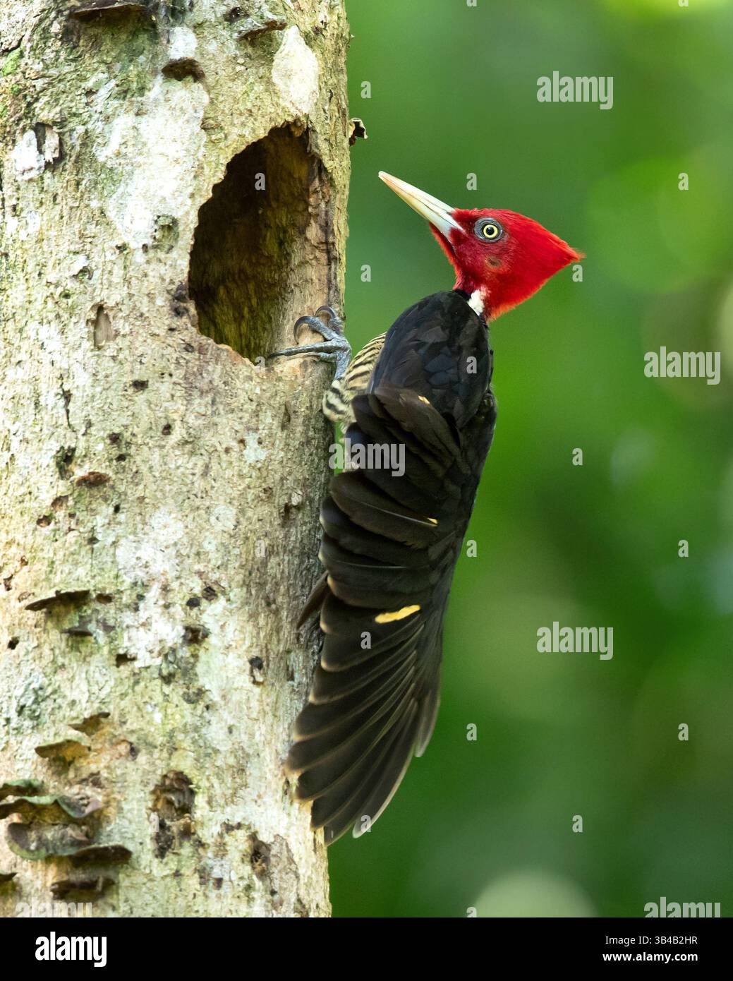 The pale-billed woodpecker (Campephilus guatemalensis) is a species of ...