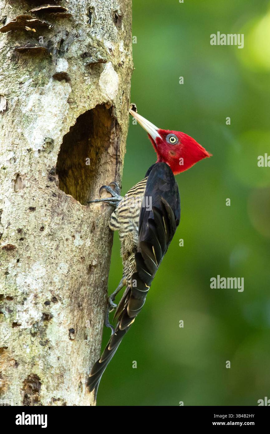 The pale-billed woodpecker (Campephilus guatemalensis) is a species of ...
