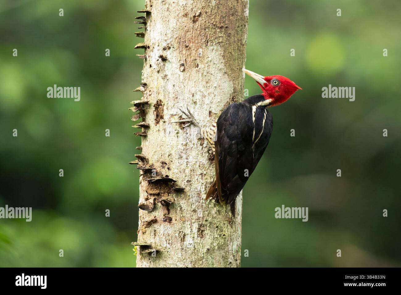 The pale-billed woodpecker (Campephilus guatemalensis) is a species of ...